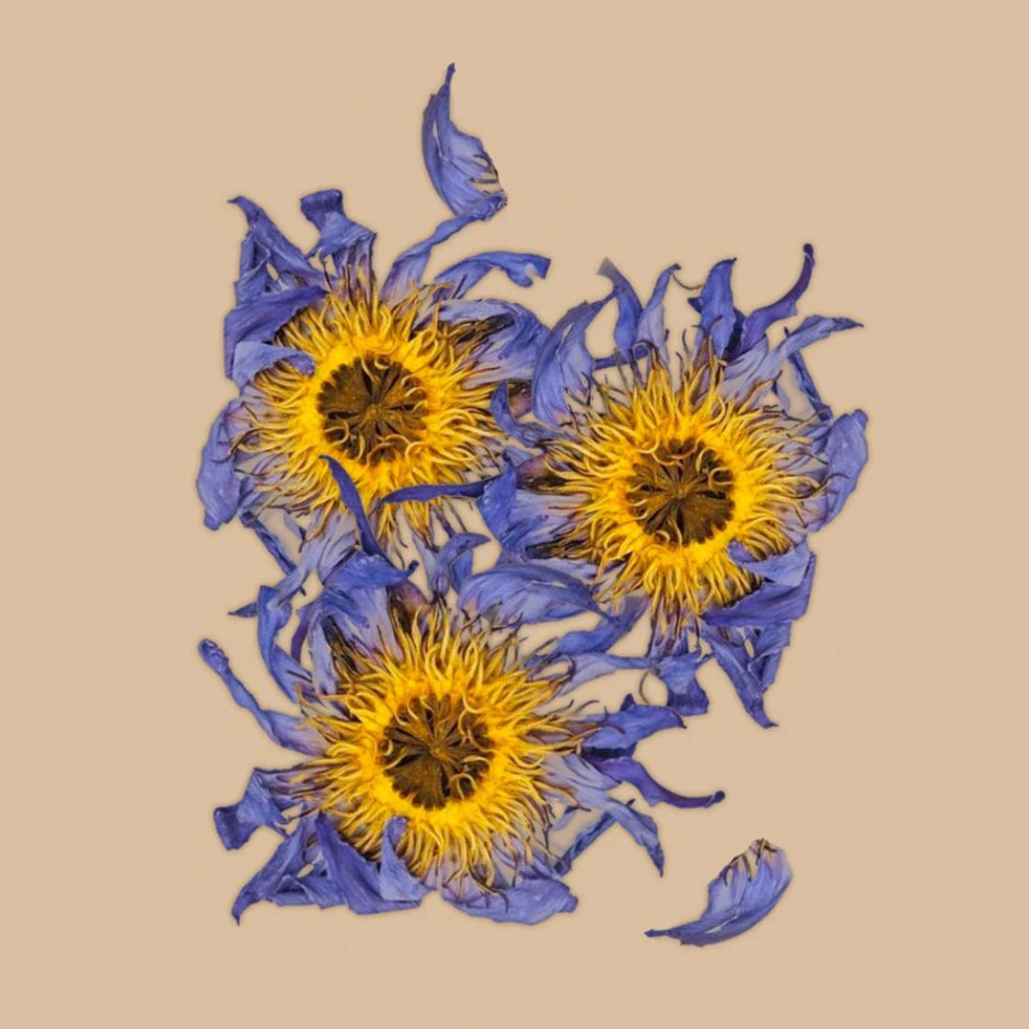 Anima Mundi – mundano.pt