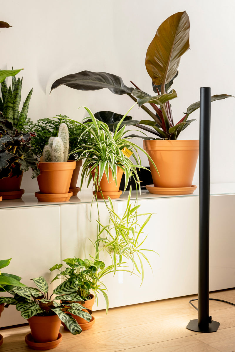 Plant Spectrum – mundano.pt